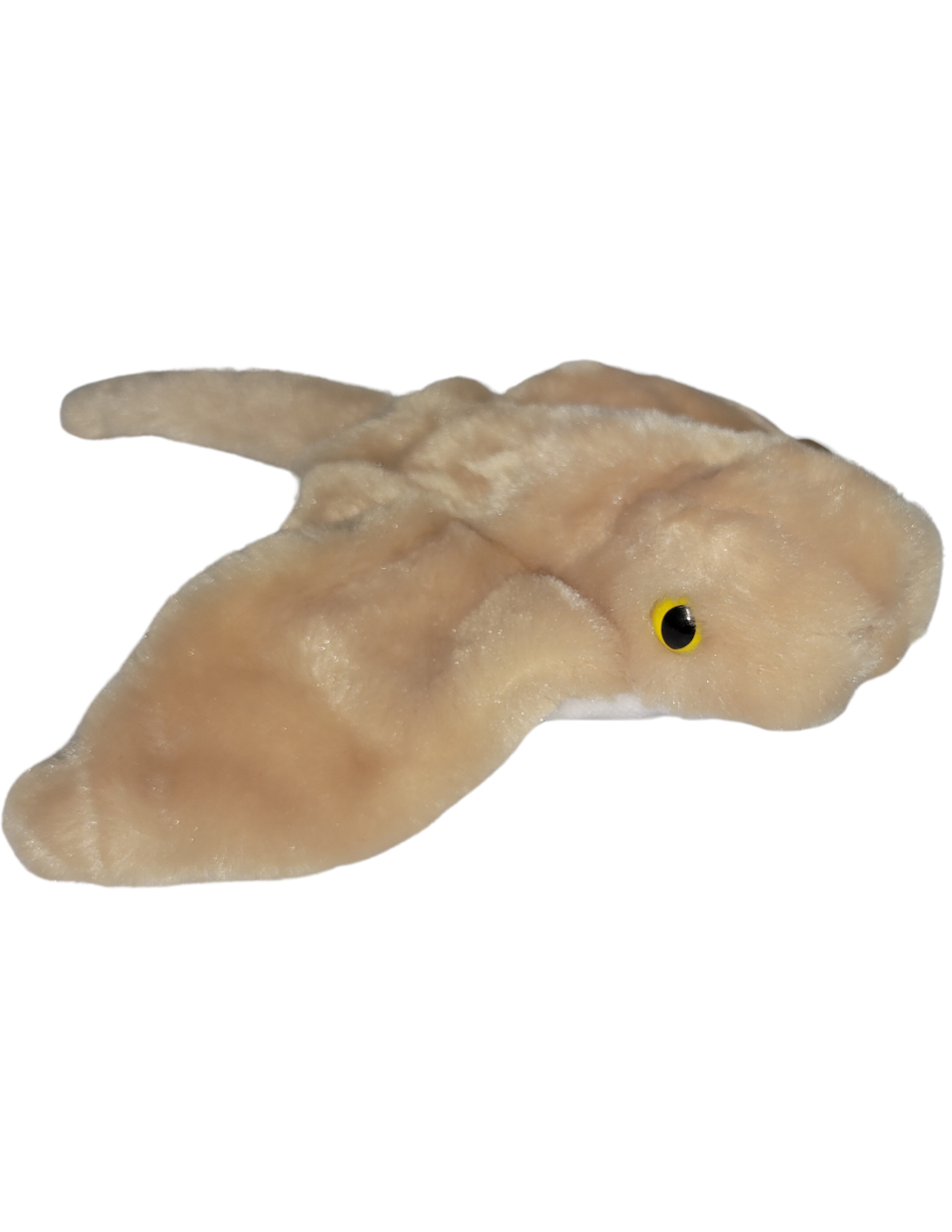 12" Cownose Ray – ZooTampa